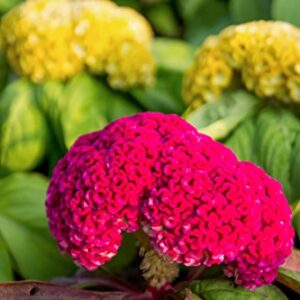 1000 Celosia Seeds for Planting - Giant Cockscomb Mix Yellow, Pink, and Red - Crested Type - Celosia Cristata