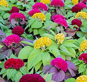 1000 Celosia Seeds for Planting - Giant Cockscomb Mix Yellow, Pink, and Red - Crested Type - Celosia Cristata