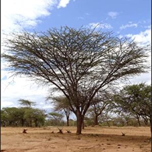 Vachellia (Acacia) tortilis - Umbrella Thorn Tree - 20 Seeds