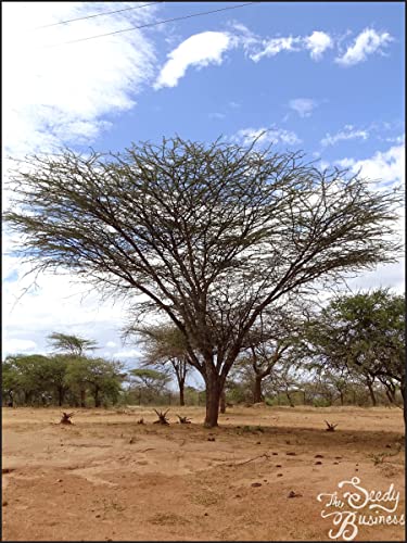 Vachellia (Acacia) tortilis - Umbrella Thorn Tree - 20 Seeds