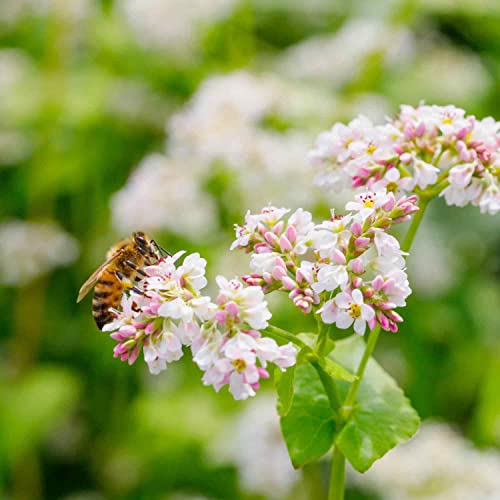 Outsidepride Buckwheat Cover Crop, Grain, Bee Pasture, Pollinator, Wildlife Seed - 10 LB