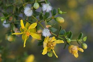 organic creosote, larrea tridentata, gobernadora, greasewood, bonsai, 25 seeds