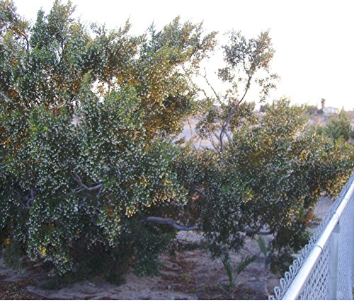 Organic Creosote, Larrea tridentata, Gobernadora, Greasewood, Bonsai, 25 Seeds