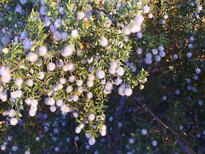 Organic Creosote, Larrea tridentata, Gobernadora, Greasewood, Bonsai, 25 Seeds