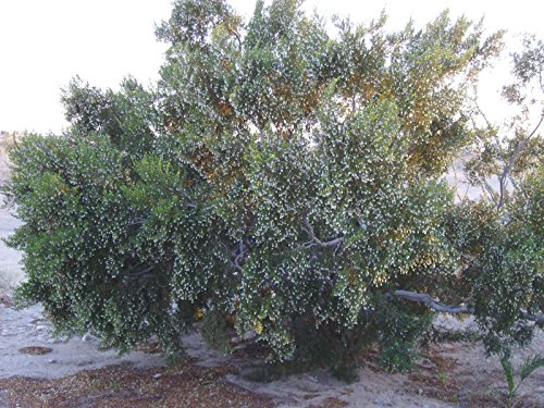 Organic Creosote, Larrea tridentata, Gobernadora, Greasewood, Bonsai, 25 Seeds