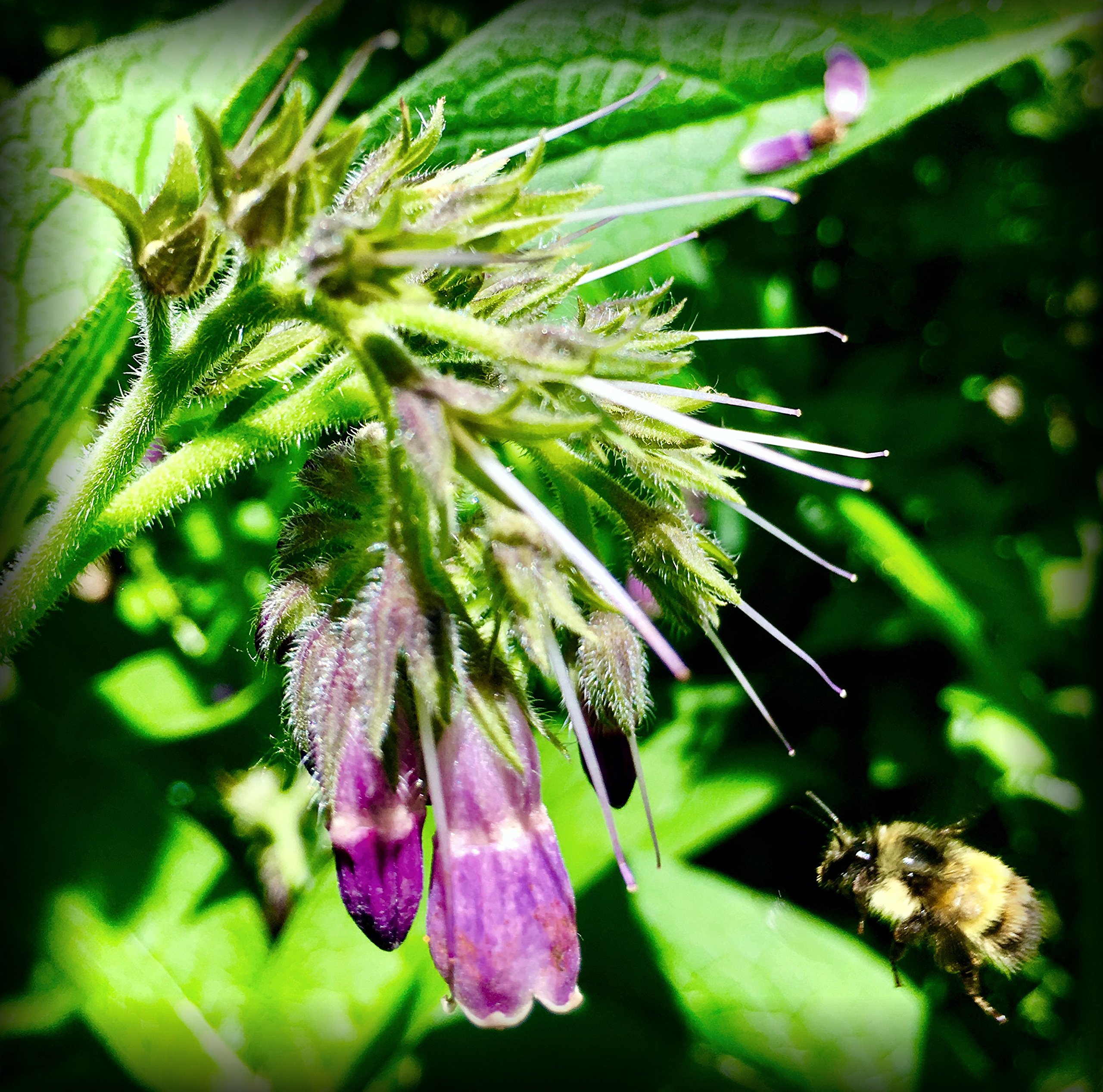 Russian Comfrey Bocking-14 Cultivar, 12 Cuttings for Growing Your Own Medicinal Salve, Compost Tea & Animal Fodder