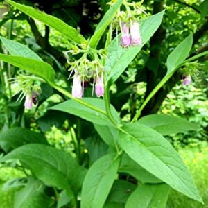 Russian Comfrey Bocking-14 Cultivar, 12 Cuttings for Growing Your Own Medicinal Salve, Compost Tea & Animal Fodder