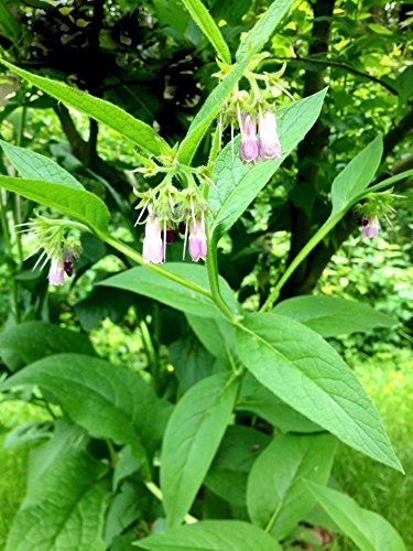 Russian Comfrey Bocking-14 Cultivar, 12 Cuttings for Growing Your Own Medicinal Salve, Compost Tea & Animal Fodder