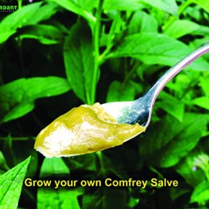 Russian Comfrey Bocking-14 Cultivar, 12 Cuttings for Growing Your Own Medicinal Salve, Compost Tea & Animal Fodder