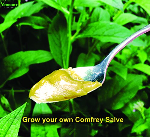 Russian Comfrey Bocking-14 Cultivar, 12 Cuttings for Growing Your Own Medicinal Salve, Compost Tea & Animal Fodder