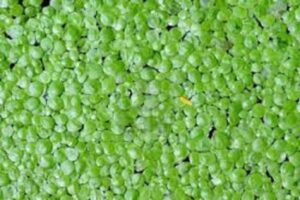 1000 live duckweed plants lemna minor