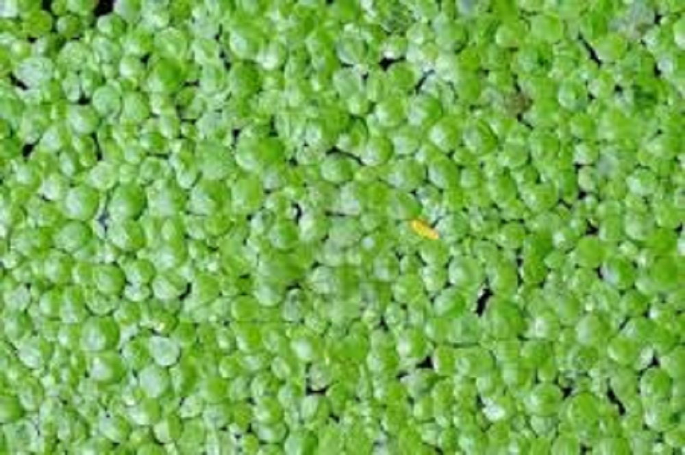 1000 Live Duckweed Plants LEMNA Minor