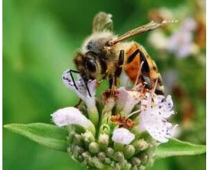 the business idea for startups and entrepreneurs: bee keeping