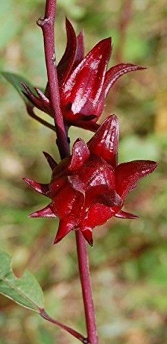 50 Jamaican Sorrel Seeds, Florida Cranberry, Indian Roselle, Hibiscus Sabdariffa