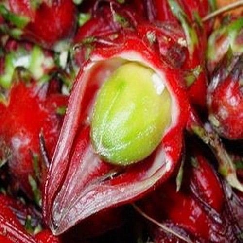 50 Jamaican Sorrel Seeds, Florida Cranberry, Indian Roselle, Hibiscus Sabdariffa