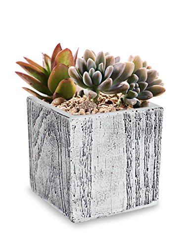 Dahlia Wood Grain Like Handmade Concrete Succulent Planter/Plant Pot/Flower Pot/Bonsai Pot, Cube