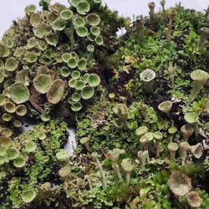 Tin Roof Treasure Live Moss Pixie Cup (Cladonia Pyxidata) Lichen for Terrarium Fairy Gardens 4"x6" Bag