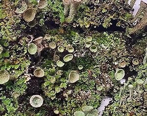 Tin Roof Treasure Live Moss Pixie Cup (Cladonia Pyxidata) Lichen for Terrarium Fairy Gardens 4"x6" Bag