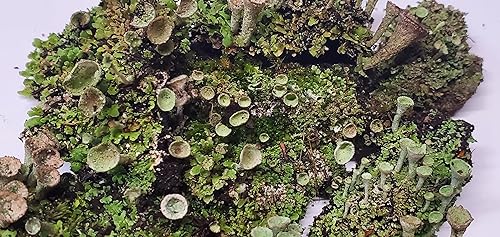 Tin Roof Treasure Live Moss Pixie Cup (Cladonia Pyxidata) Lichen for Terrarium Fairy Gardens 4"x6" Bag