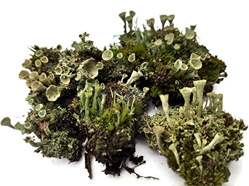 Tin Roof Treasure Live Moss Pixie Cup (Cladonia Pyxidata) Lichen for Terrarium Fairy Gardens 4"x6" Bag