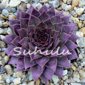 200 Pcs Sale!Hens And Chicks Succulent Mix Seeds (Sempervivum Hybridum) Bonsai Plant Flower Seeds For Home Garden 19