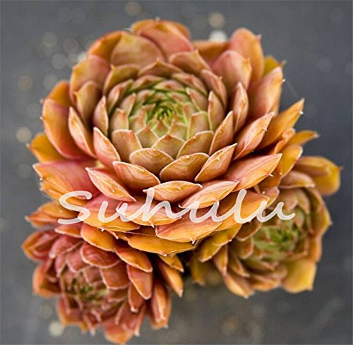 200 Pcs Sale!Hens And Chicks Succulent Mix Seeds (Sempervivum Hybridum) Bonsai Plant Flower Seeds For Home Garden 19