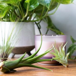 Octopus Air Plant, Caput Medusae Giant Air Plant, Tillandsia Air Plants Live Houseplants, Bromeliad Terrarium Live Indoor Plants Live Plants Indoor House Plants for Air Plant Holder by Plants for Pets