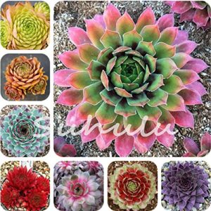 seeds shopp 200 pcs sale!hens and chicks succulent mix seeds (sempervivum hybridum) bonsai plant flower seeds for home garden