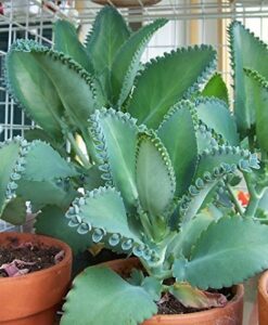 1 seedling with roots of mexican hat plant, kalanchoe,