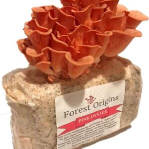 Forest Origins Pink Oyster Mushroom Grow Kit, Beginner Friendly & Easy to Use, Grows in 10 Days | Handmade in California, USA | Top Gardening Gift, Holiday Gift & Unique Gift