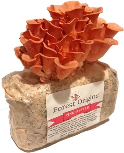 Forest Origins Pink Oyster Mushroom Grow Kit, Beginner Friendly & Easy to Use, Grows in 10 Days | Handmade in California, USA | Top Gardening Gift, Holiday Gift & Unique Gift