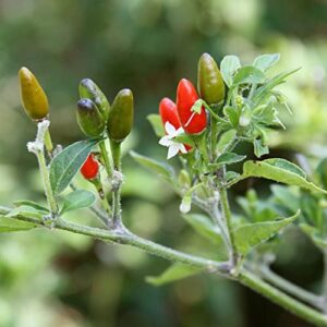 KVITER Tiny brilliantly red Chile Peppers s - They Pack a Punch! Chile Pequin Peppers(25 Seeds)