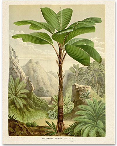 Verschaffeltia Splendida Palm Botanical Illustration - 11x14 Unframed Art Print - Makes a Great Wall Decor for Bathrooms and Bedrooms Under $15