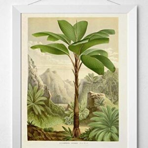 Verschaffeltia Splendida Palm Botanical Illustration - 11x14 Unframed Art Print - Makes a Great Wall Decor for Bathrooms and Bedrooms Under $15