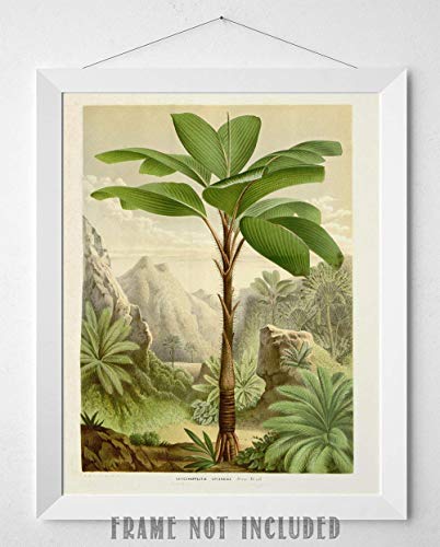 Verschaffeltia Splendida Palm Botanical Illustration - 11x14 Unframed Art Print - Makes a Great Wall Decor for Bathrooms and Bedrooms Under $15