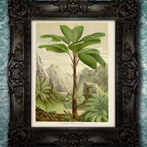 Verschaffeltia Splendida Palm Botanical Illustration - 11x14 Unframed Art Print - Makes a Great Wall Decor for Bathrooms and Bedrooms Under $15