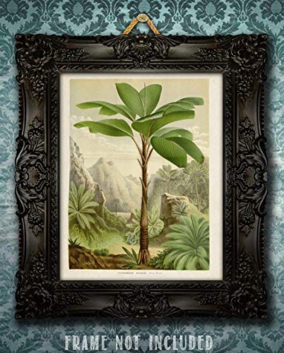 Verschaffeltia Splendida Palm Botanical Illustration - 11x14 Unframed Art Print - Makes a Great Wall Decor for Bathrooms and Bedrooms Under $15