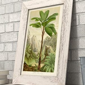 Verschaffeltia Splendida Palm Botanical Illustration - 11x14 Unframed Art Print - Makes a Great Wall Decor for Bathrooms and Bedrooms Under $15