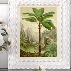 Verschaffeltia Splendida Palm Botanical Illustration - 11x14 Unframed Art Print - Makes a Great Wall Decor for Bathrooms and Bedrooms Under $15