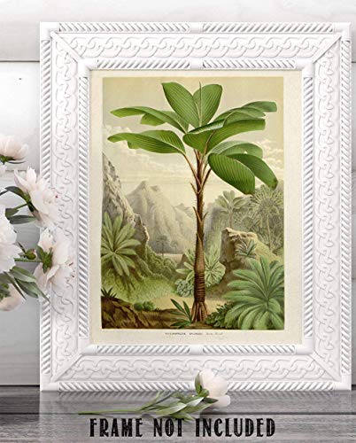 Verschaffeltia Splendida Palm Botanical Illustration - 11x14 Unframed Art Print - Makes a Great Wall Decor for Bathrooms and Bedrooms Under $15