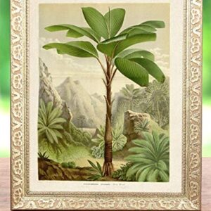 Verschaffeltia Splendida Palm Botanical Illustration - 11x14 Unframed Art Print - Makes a Great Wall Decor for Bathrooms and Bedrooms Under $15