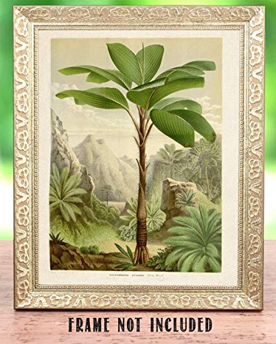 Verschaffeltia Splendida Palm Botanical Illustration - 11x14 Unframed Art Print - Makes a Great Wall Decor for Bathrooms and Bedrooms Under $15