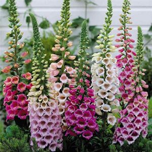 8,000 foxglove mix seeds (digitalis purpurea) - by seeds2go