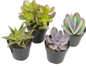 altman plants, live succulents plants live houseplants (4pk), succulent plant lover gifts, live indoor plants in potting soil, live plants indoor cactus plants live succulent plants live house plants