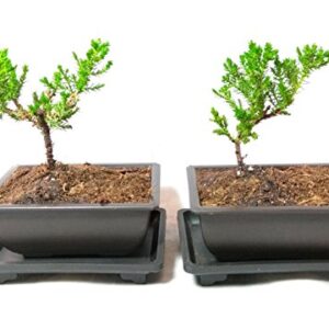 Two Japanese Juniper Bonsai Tree Plastic pot with tray 5" long