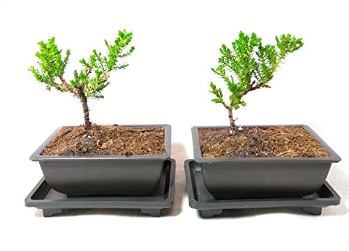 Two Japanese Juniper Bonsai Tree Plastic pot with tray 5" long