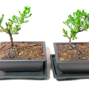 Two Japanese Juniper Bonsai Tree Plastic pot with tray 5" long