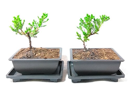 Two Japanese Juniper Bonsai Tree Plastic pot with tray 5" long