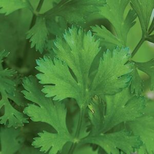 burpee 'coriander' cilantro 500 seeds