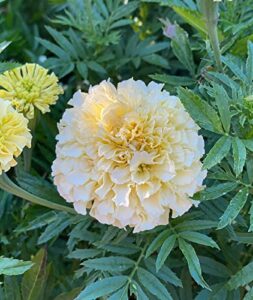 burpee snowball marigold seeds 50 seeds